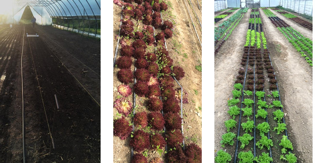 // Missouri Environment and Garden News Article // Integrated Pest ...