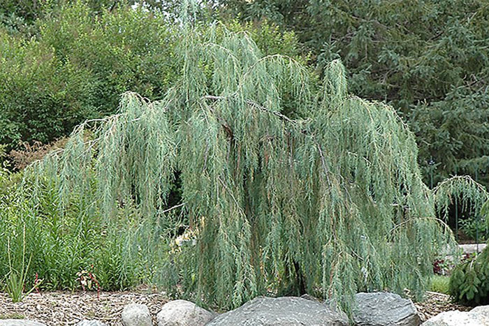 // Missouri Environment and Garden News Article // Integrated Pest ...