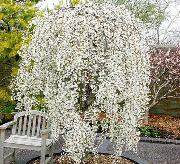 // Missouri Environment and Garden News Article // Integrated Pest ...