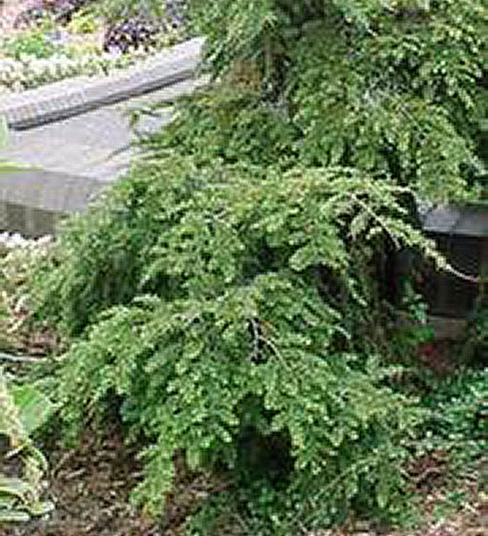 // Missouri Environment and Garden News Article // Integrated Pest ...