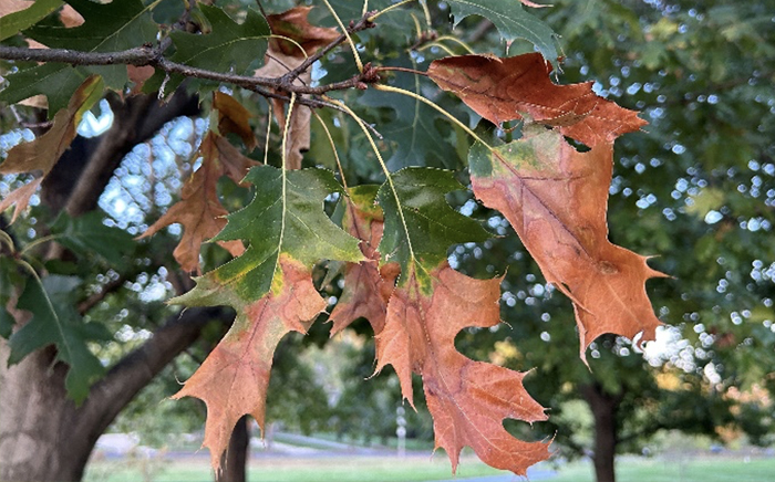 MU Plant Diagnostic Clinic Launches Digital Sample Submission Platform in 2025 - Do you have ...