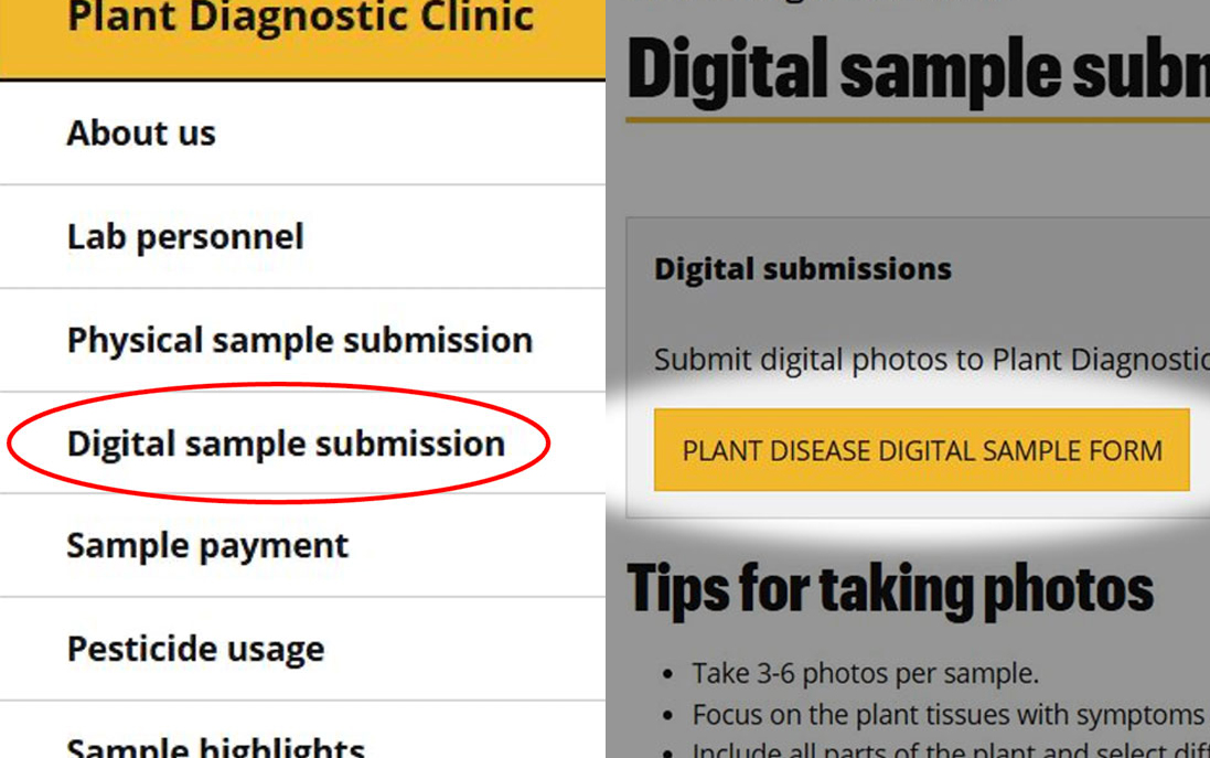 MU Plant Diagnostic Clinic Launches Digital Sample Submission Platform in 2025 - Do you have ...