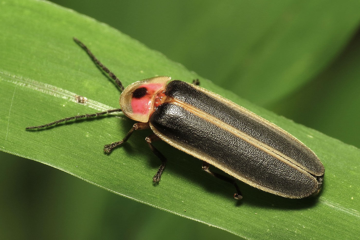 Flickering Fireflies Illuminate the Landscape - The flickering of ...