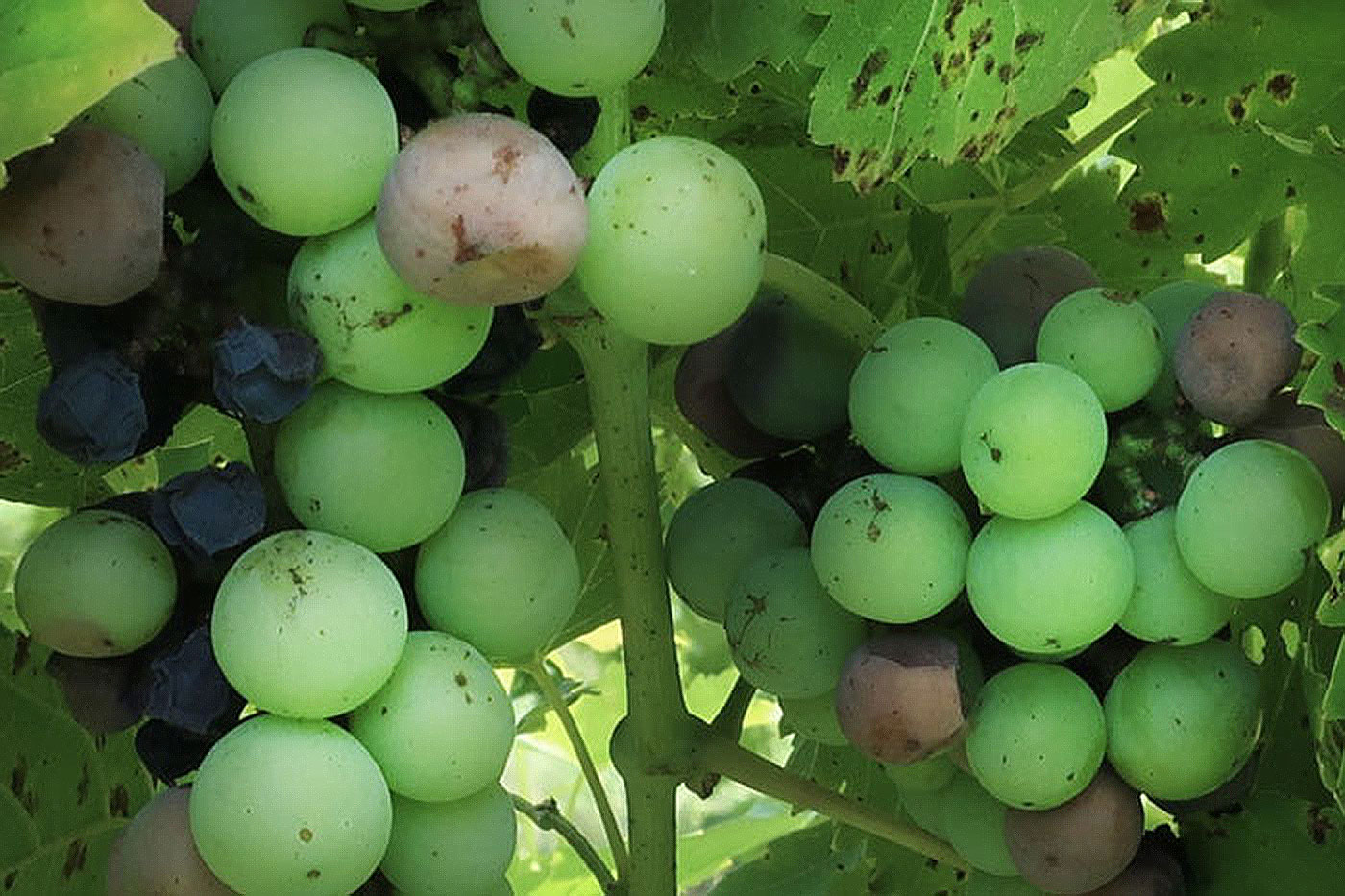 Crucial Period Of Disease Management In Grapes The Period Of Time 