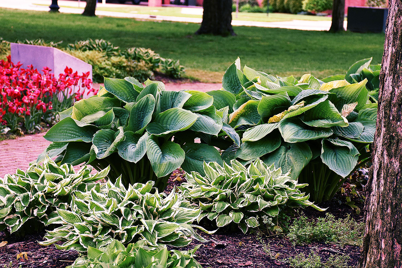 Hosta: New Light on a Shady Character - Once considered a "green filler ...