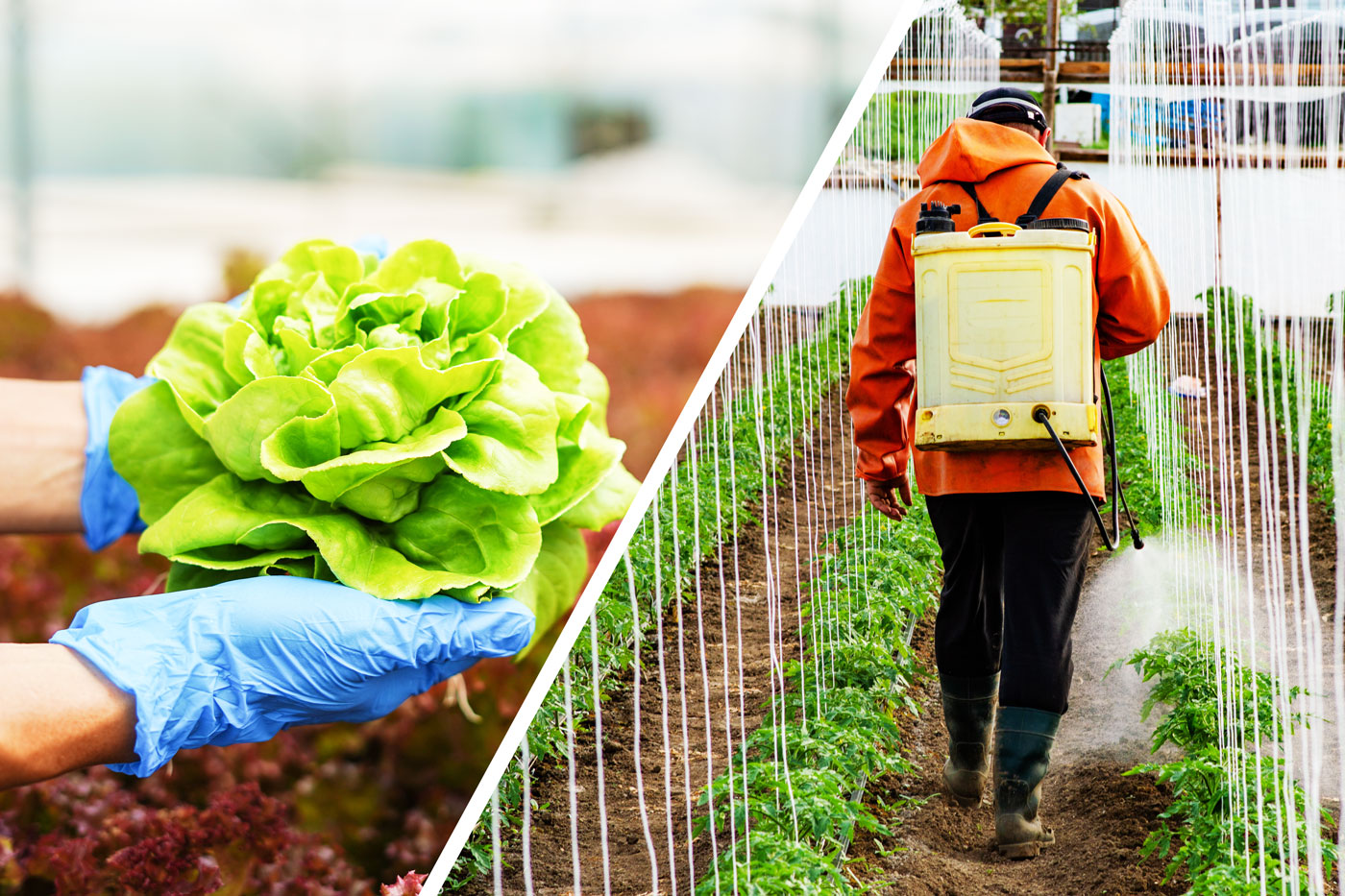 Produce Safety and Pesticide Safety Update - The safety of the produce ...