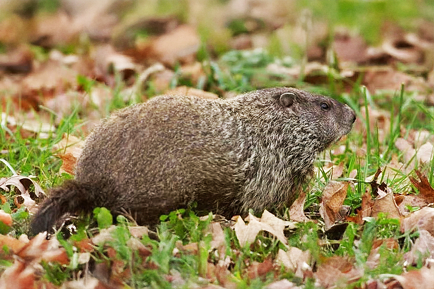 Rodentia Get Off My Property: Rodent Control for Farms and Home ...