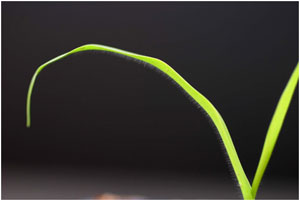 Weed of the Month: Fall Panicum // Integrated Crop and Pest Management ...