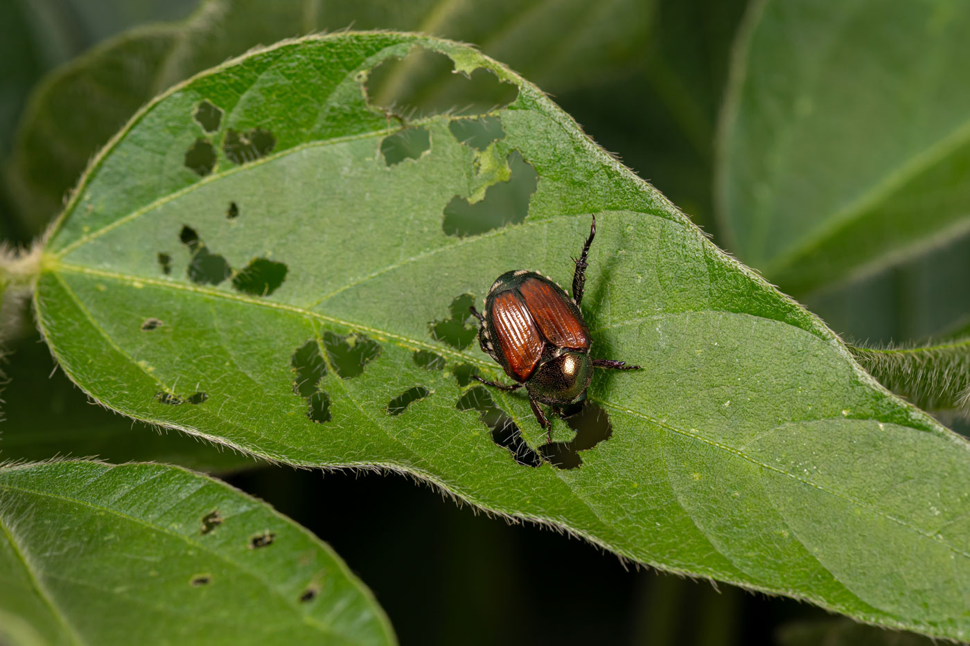 Japanese beetles are active in Missouri: Time to scout soybean and corn ...