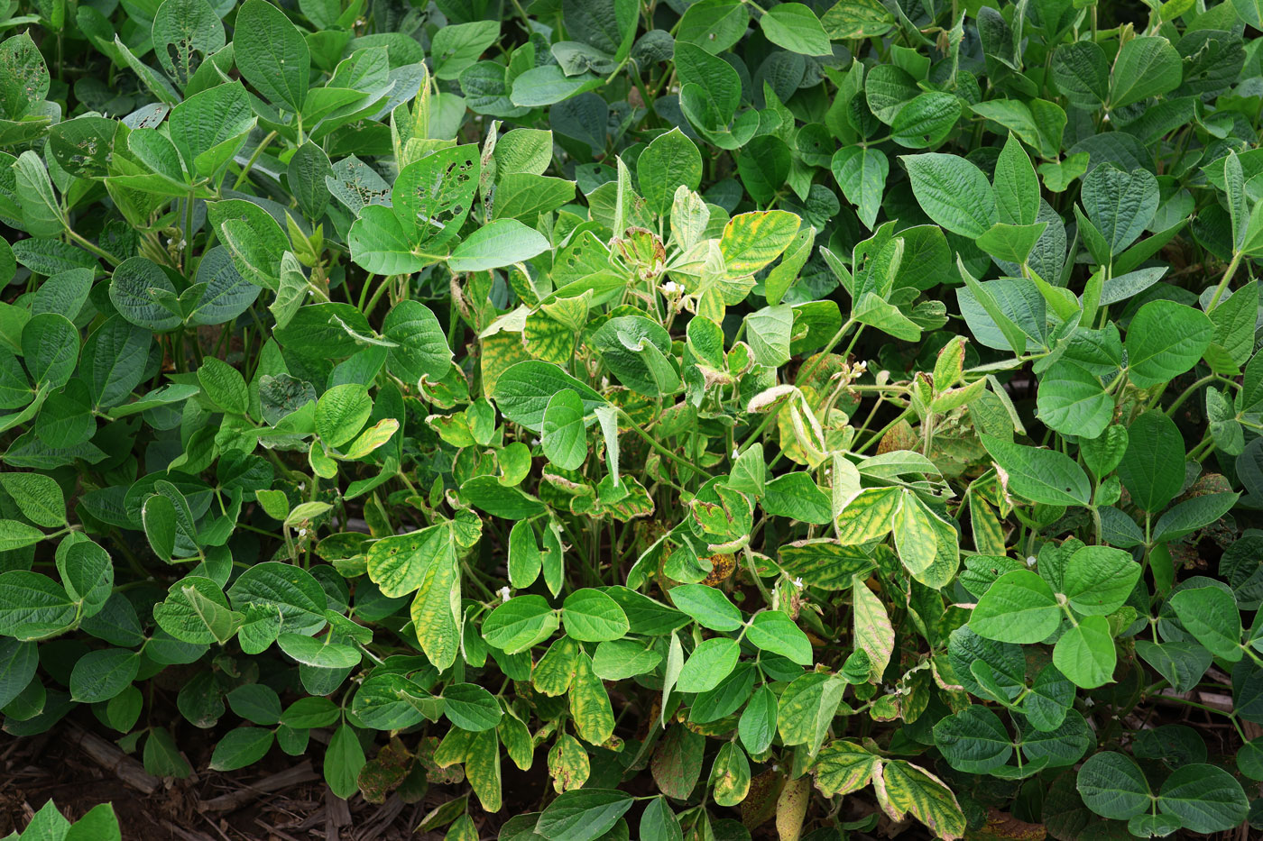 Red Crown Rot of Soybean Emerges in 2025: Roots Up; Stems Split - Red ...