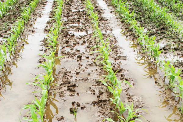 Weed Management Issues Related to the Flooding and Wet Conditions in ...