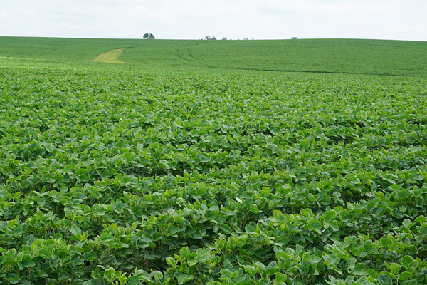 Best Management Practices for Soybean Planted as Cover Crops ...