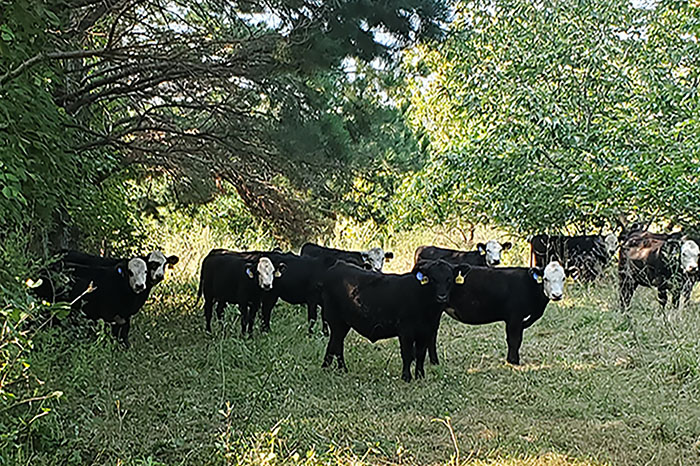 Forage and Livestock Hour: Benefits of silvopasture systems during the ...