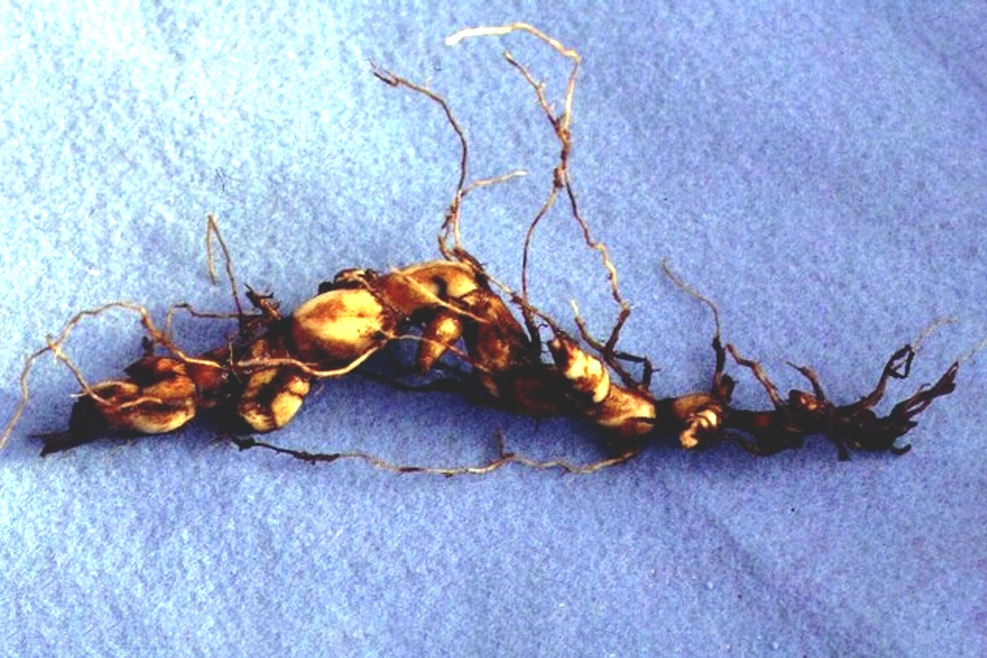 Johnsongrass: Resistance or Rhizomes? - Johnsongrass is an invasive ...