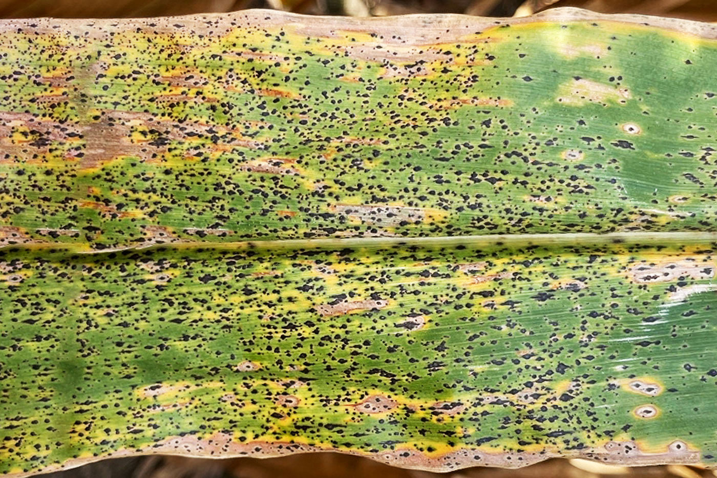 Three Thoughts on Tar Spot of corn for 2023 - Tar spot showed up late ...