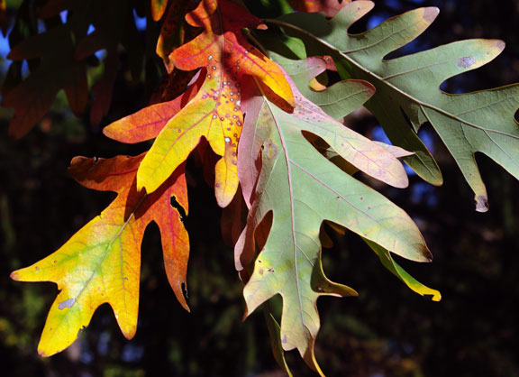 White Oak Tree Fall Color