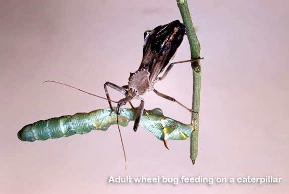Assassin Bug