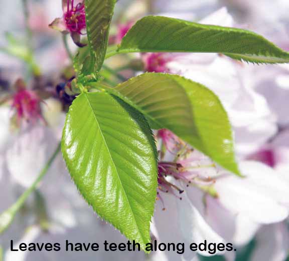 Flowering Cherry Tree Leaves