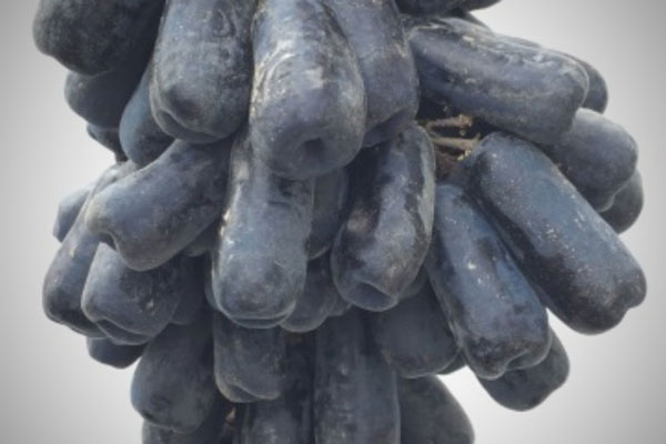 Table Grapes in All Shapes, Sizes, and Colors // Missouri Environment ...