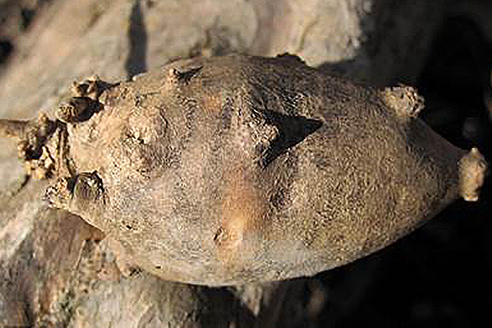 The Incredible Groundnut // Missouri Environment and Garden News ...