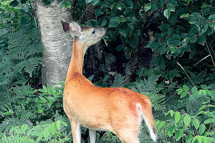 Deer Safe Trees And Shrubs