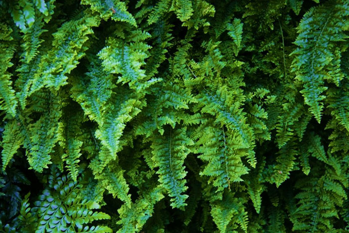 Ferns Make Durable Houseplants // Missouri Environment and Garden News ...