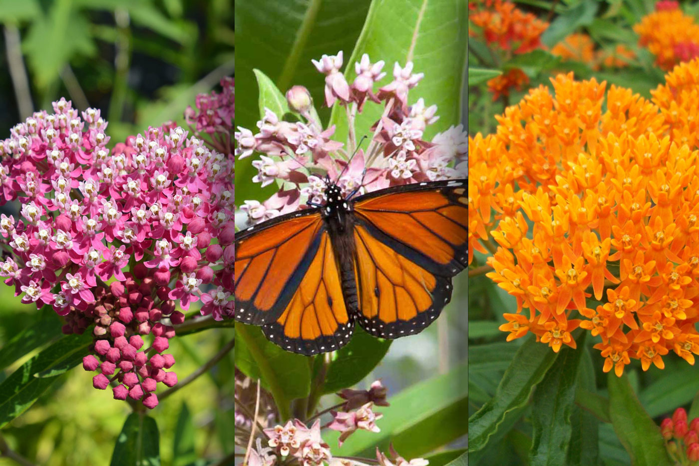 Asclepias: The Monarch Magnet - Asclepias, commonly known as milkweed ...