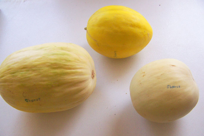 Missouri Novelty Melon Trial Results // Missouri Produce Growers ...