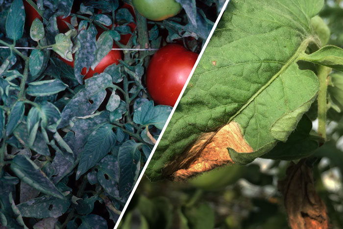 Powdery Mildew vs. Gray Mold on Tomato // Missouri Produce Growers ...