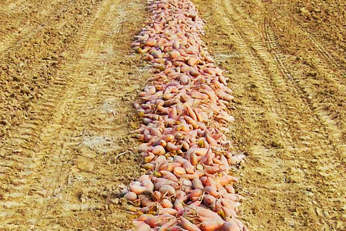On-Farm Sweet Potato Slip Production for Field Planting // Missouri ...