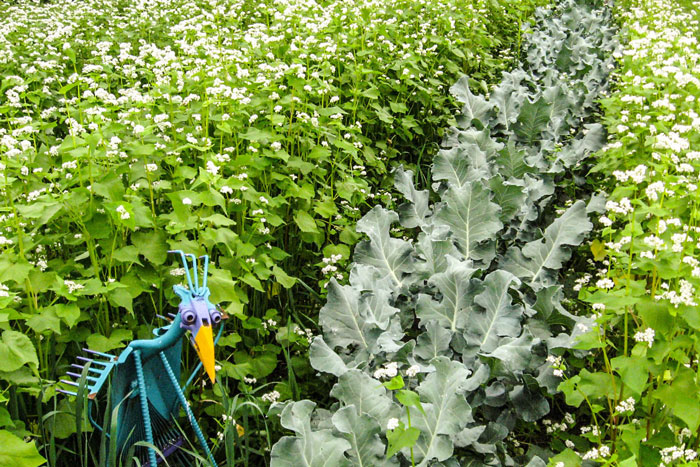 Cover Crops for Vegetable Production // Missouri Produce Growers ...