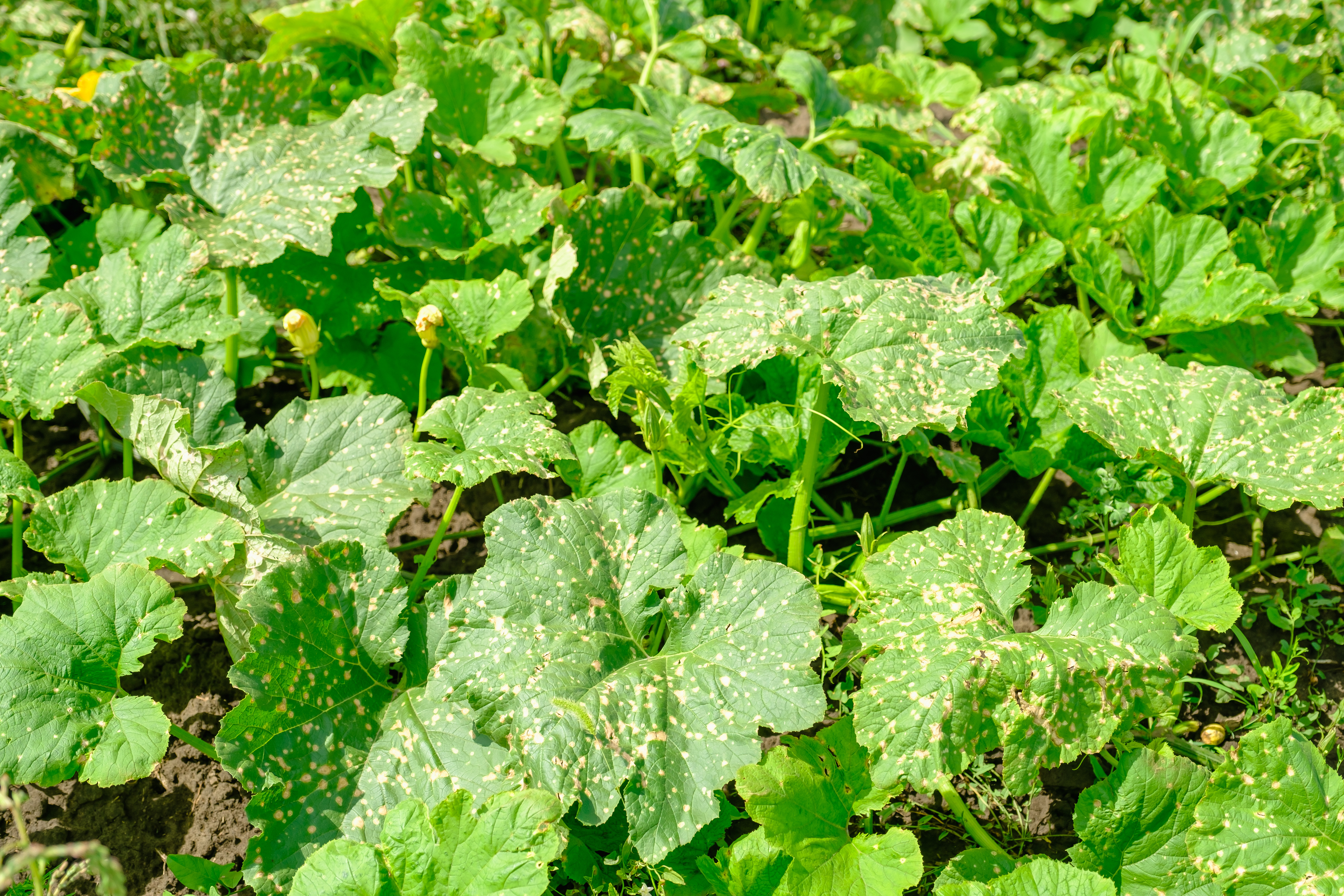 Herbicide Drift and Specialty Crops - After a 2019 statewide interview ...
