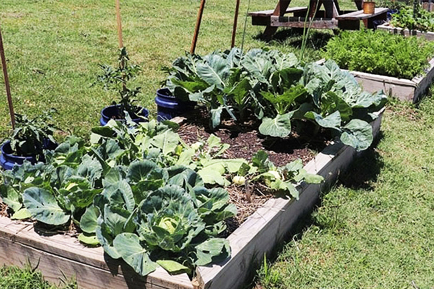 Keeping Your Garden Healthy: Simple Tips for Preventing Plant Diseases ...